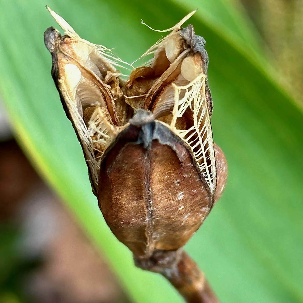 Fruit, Pericarp, Endocarp, Exocarp, Mesocarp