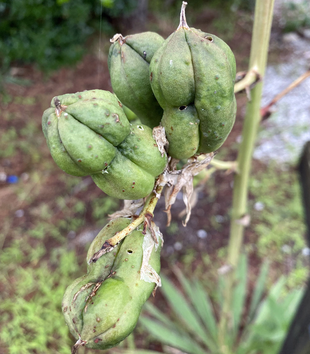 Capsules_septicidal_Yucca_filamentosa_Seed_Pods-1_Jul_ELM