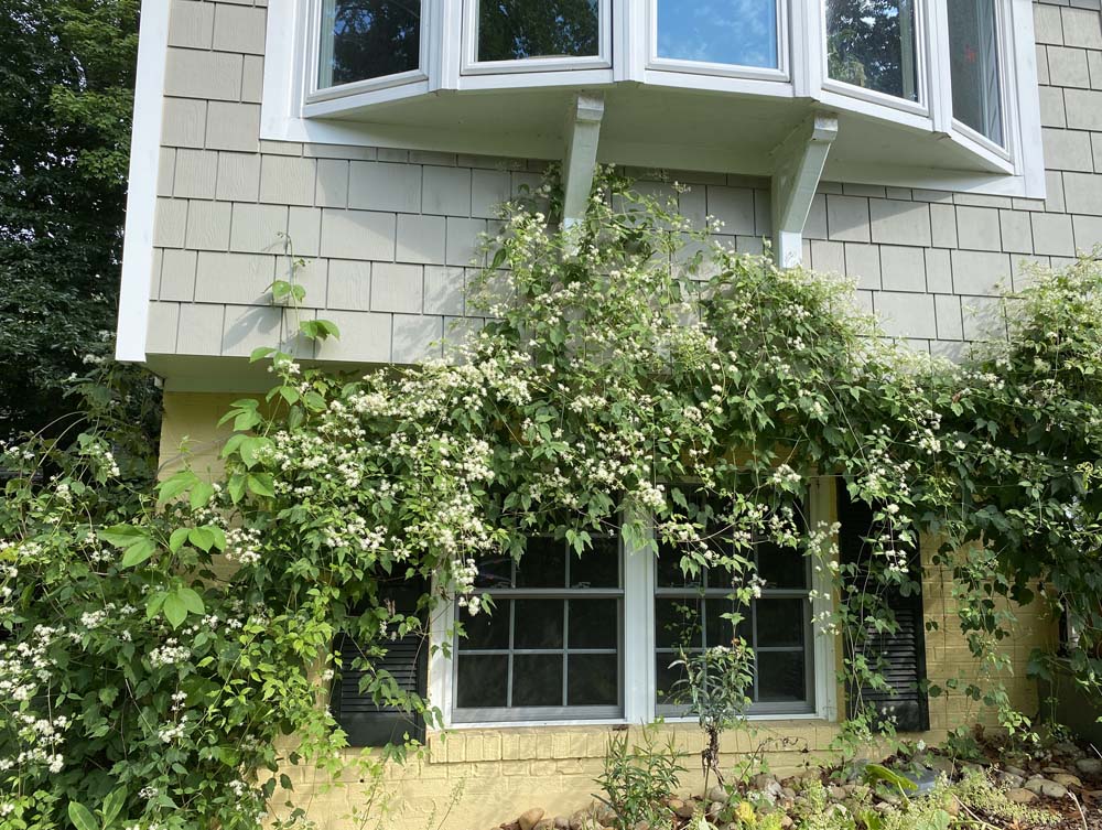 VINE: Clematis virginiana (Virgin’s-bower)