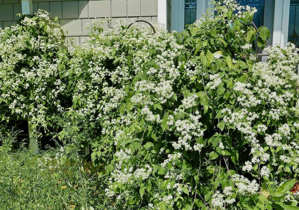 Native, Non-Native, Alien, Invasive