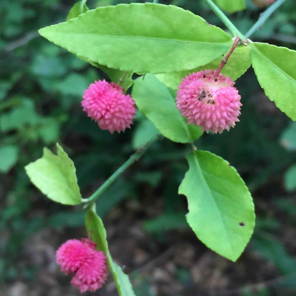 Euonymus americanus (American Strawberry-bush)