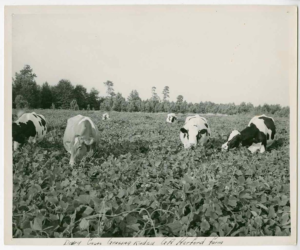 Native, Non-Native, Alien, Invasive