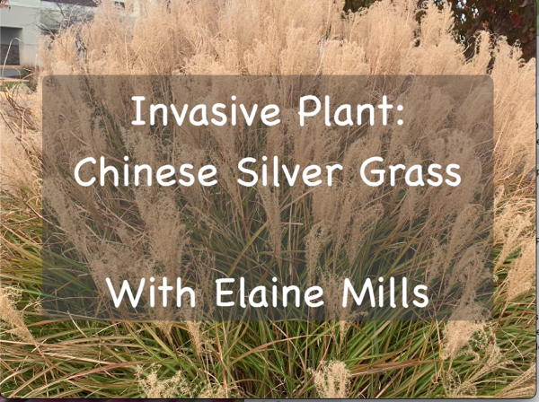 Chinese Silver Grass Title Slide