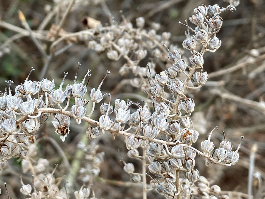 Clethra alnifolia (Sweet Pepperbush, Summersweet)