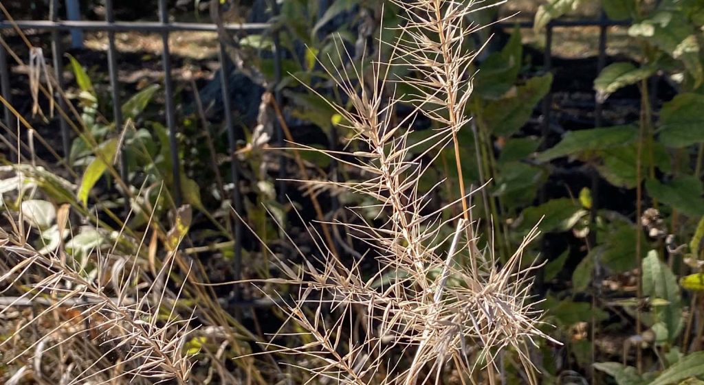 Elymus hystrix (Bottlebrush Grass)