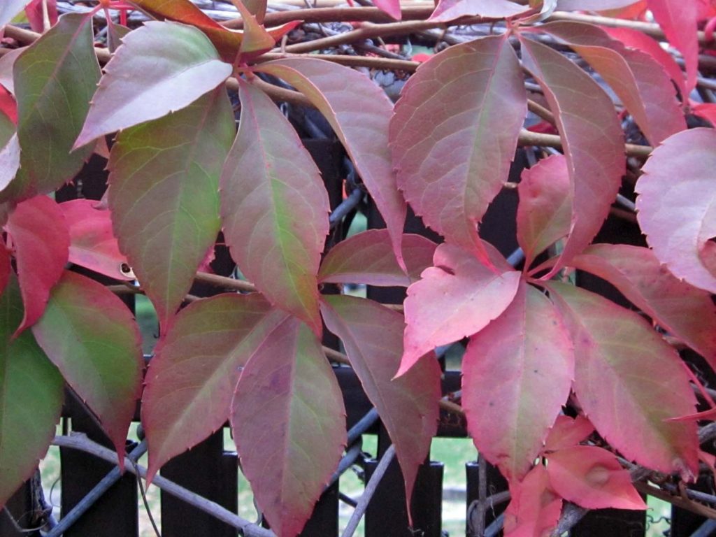 Parthenocissus quinquefolia (Virginia-creeper)