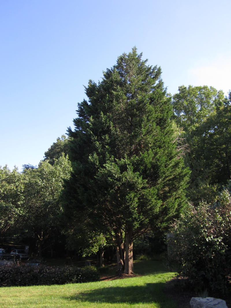 1-Eastern Redcedar