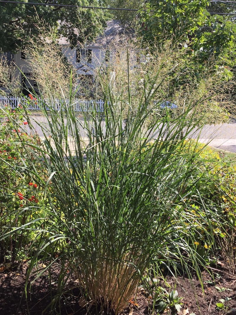 1-Switchgrass