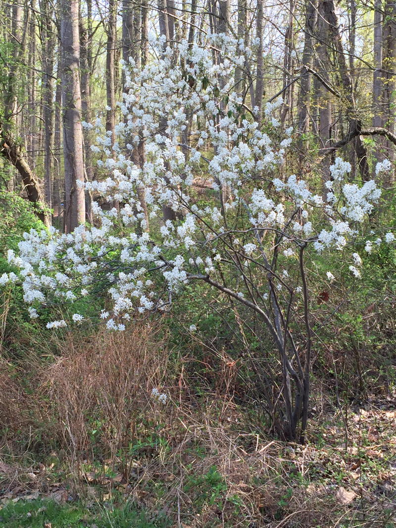 3-Serviceberry
