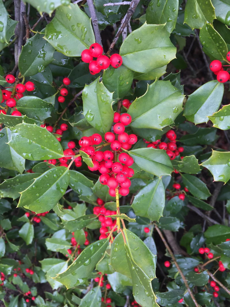 4-American Holly