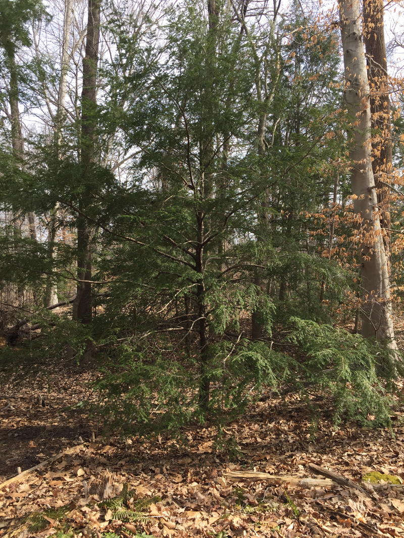 5-Eastern Hemlock
