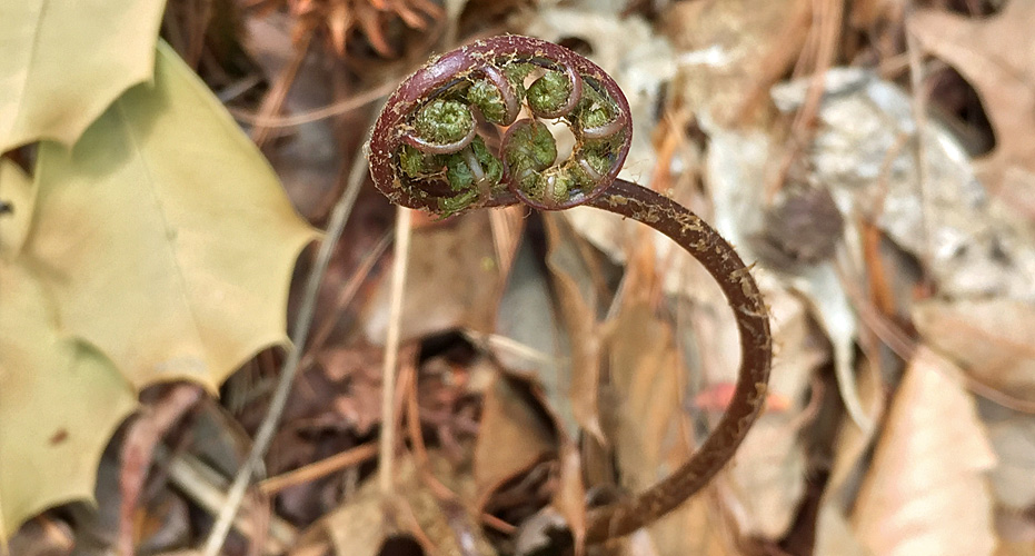 Athyrium_asplenioides_Unfurling_Fiddleheads-1_with_ramenta_Apr_ELM