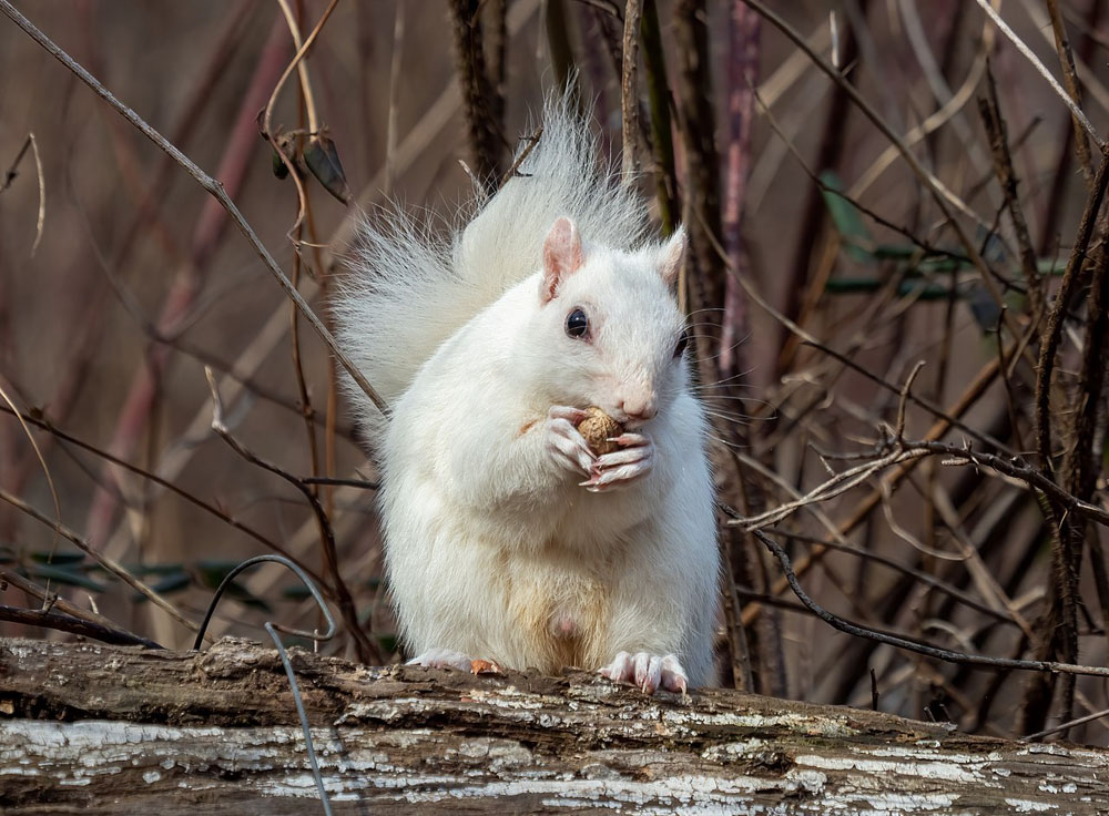 Squirrel (and Nut) Appreciation Day