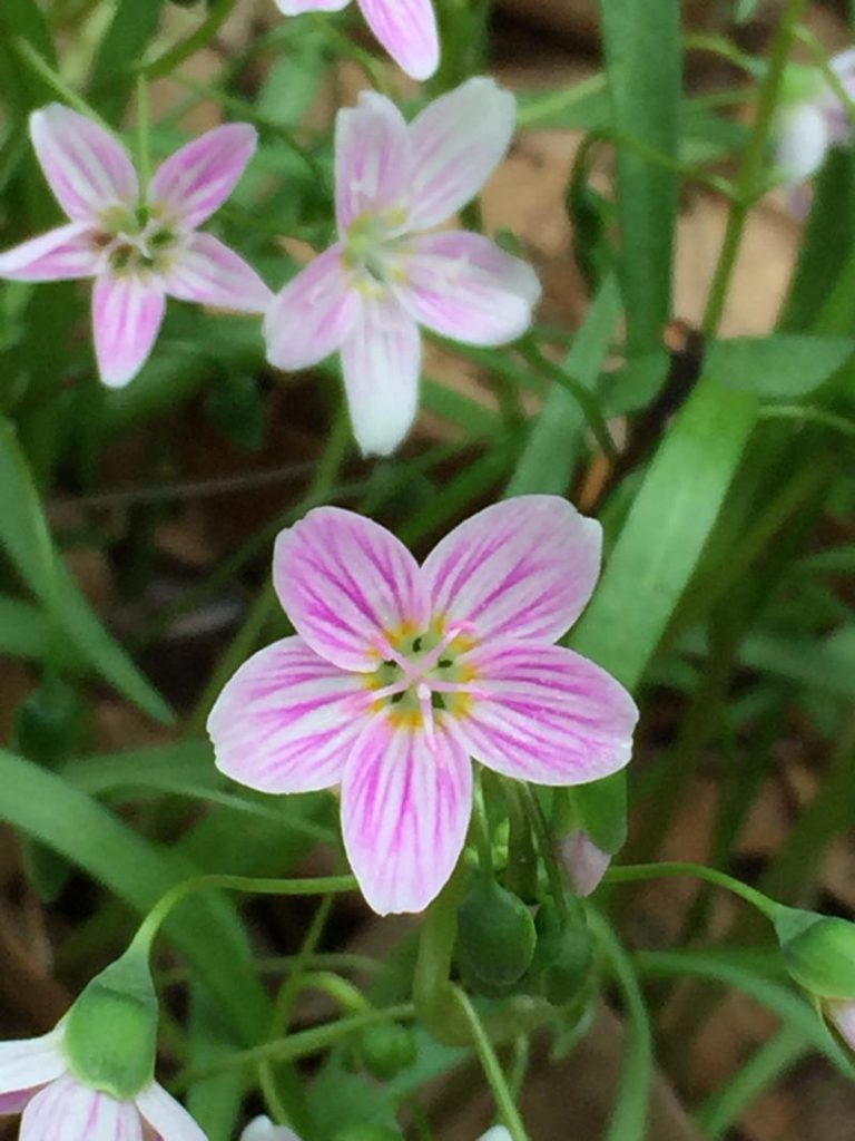 Caring for Your Native Plants Garden in the Spring
