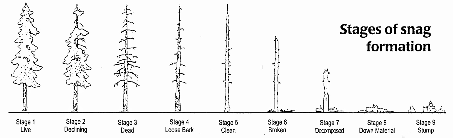 Stages_of_snag_formation_Forestland_Steward_1998