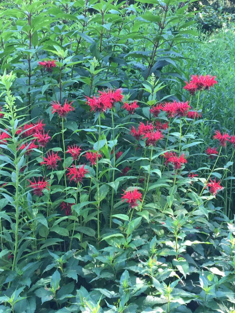 Spring: Caring for Your Native Plants Garden