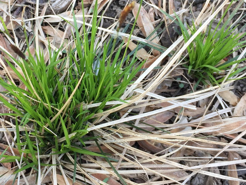 Spring: Caring for Your Native Plants Garden