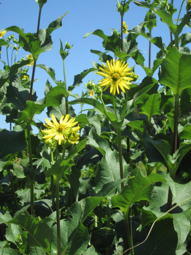 Spring: Caring for Your Native Plants Garden