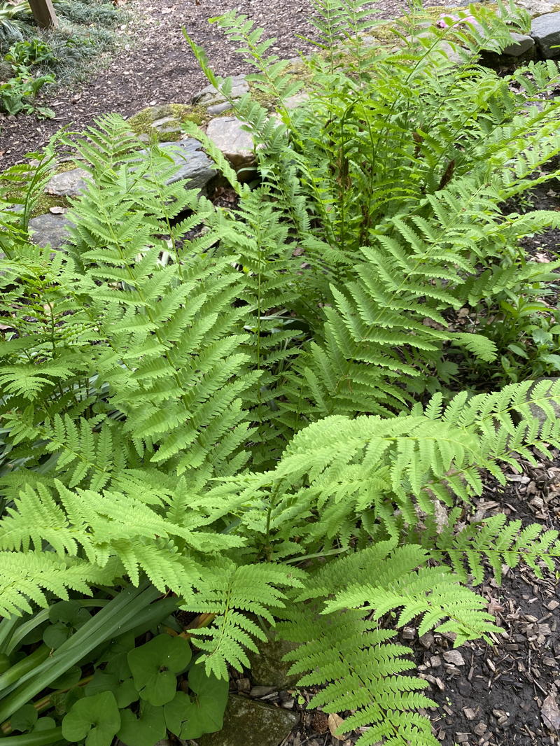 2-Interrupted Fern