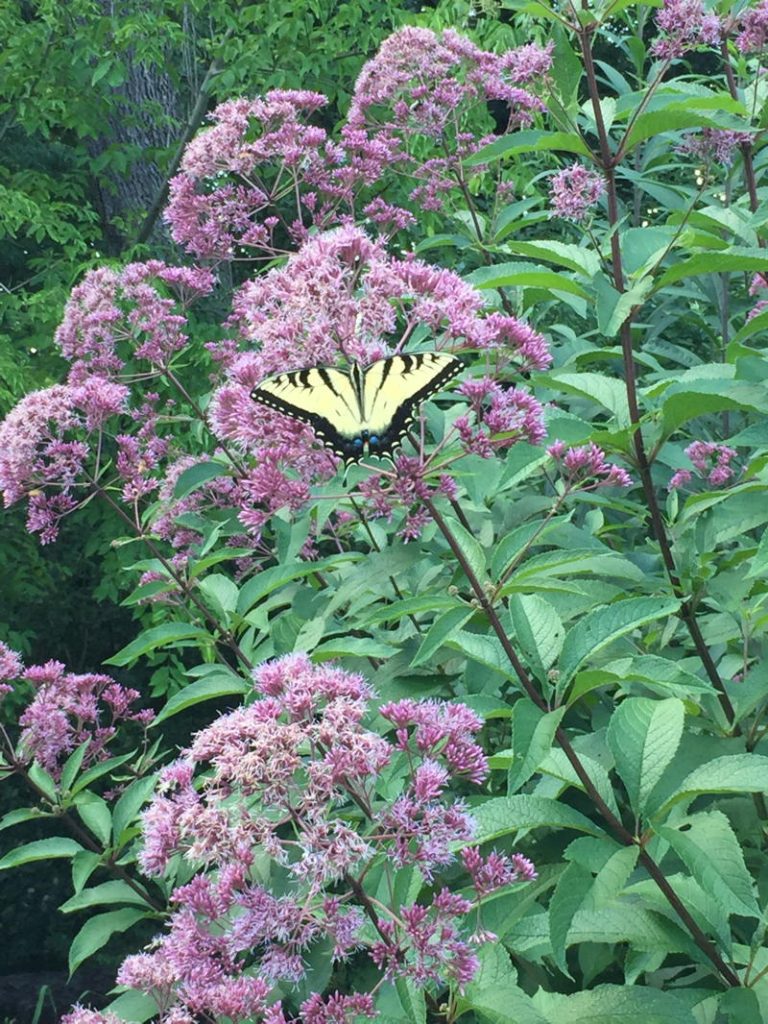 Spring: Caring for Your Native Plants Garden