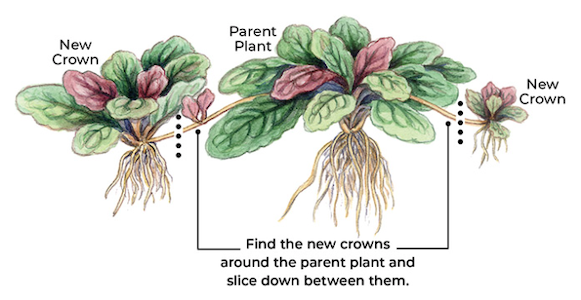 Spring: Caring for Your Native Plants Garden