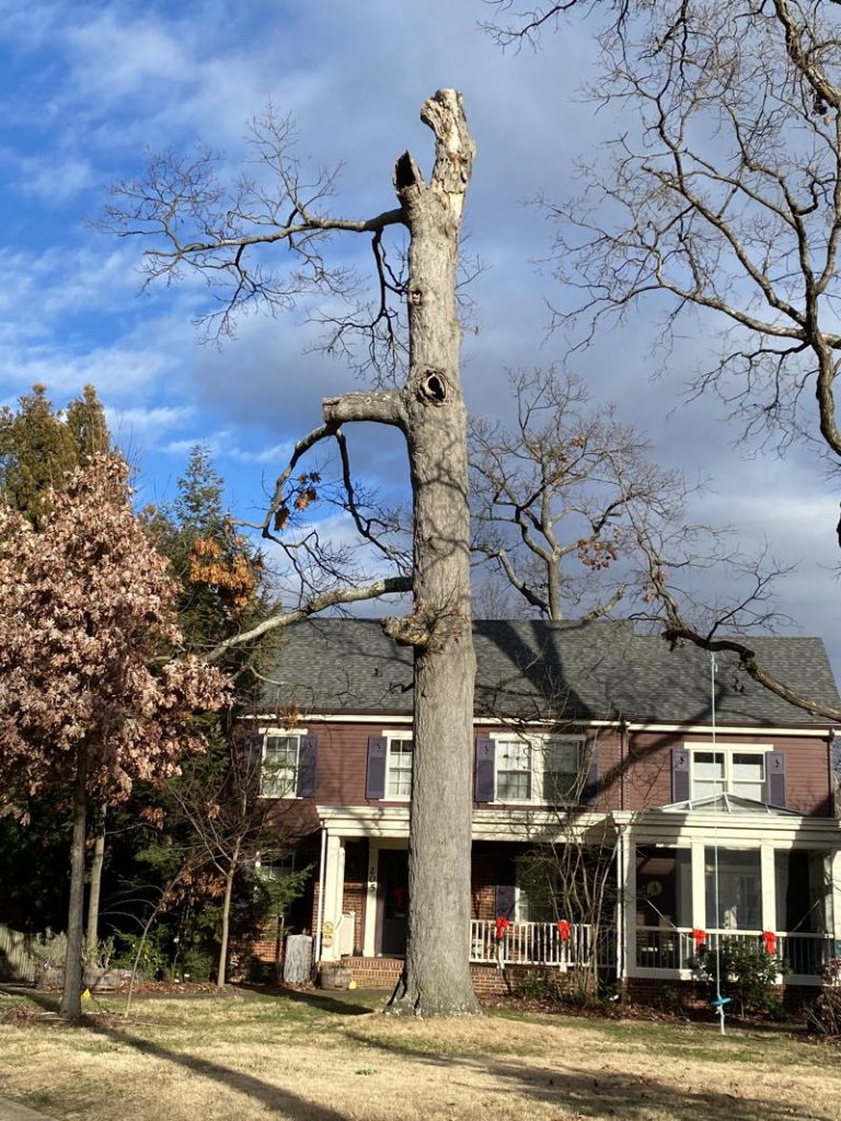 Spring: Caring for Your Native Plants Garden