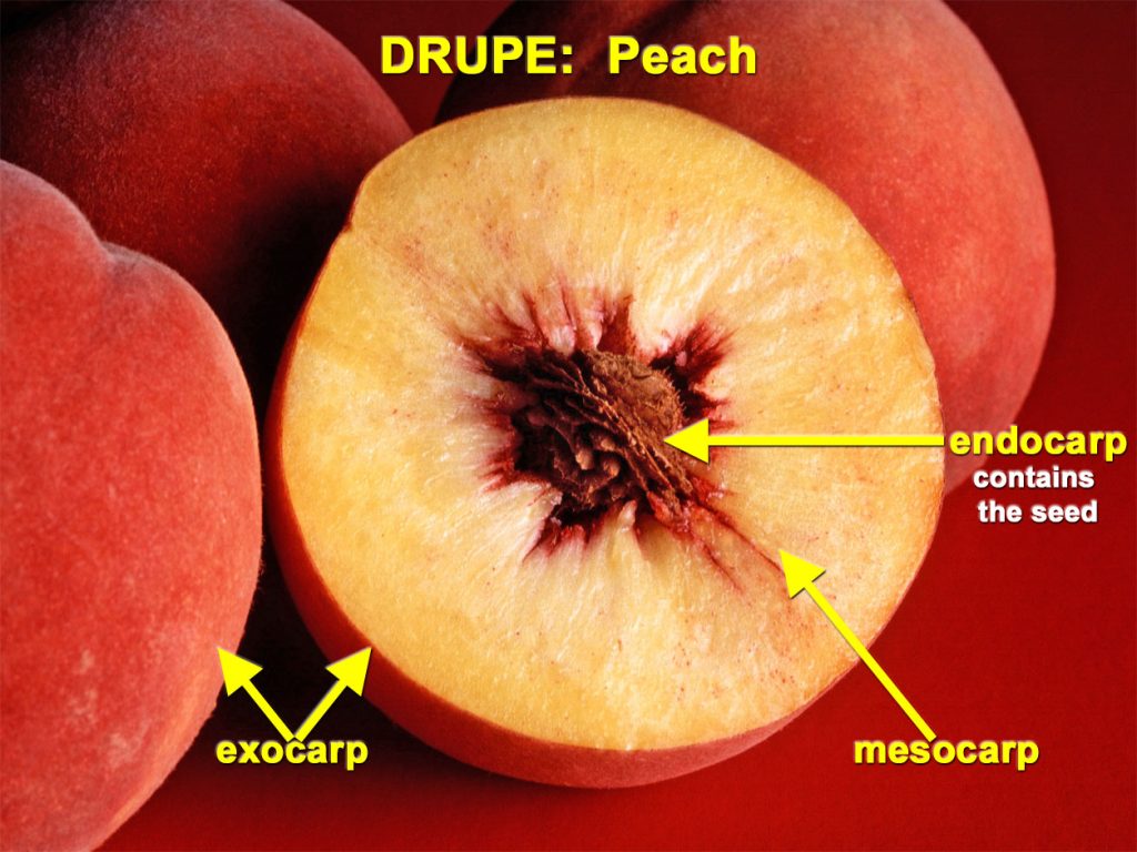 Fruit, Pericarp, Endocarp, Exocarp, Mesocarp