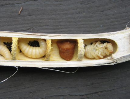 Spring: Caring for Your Native Plants Garden