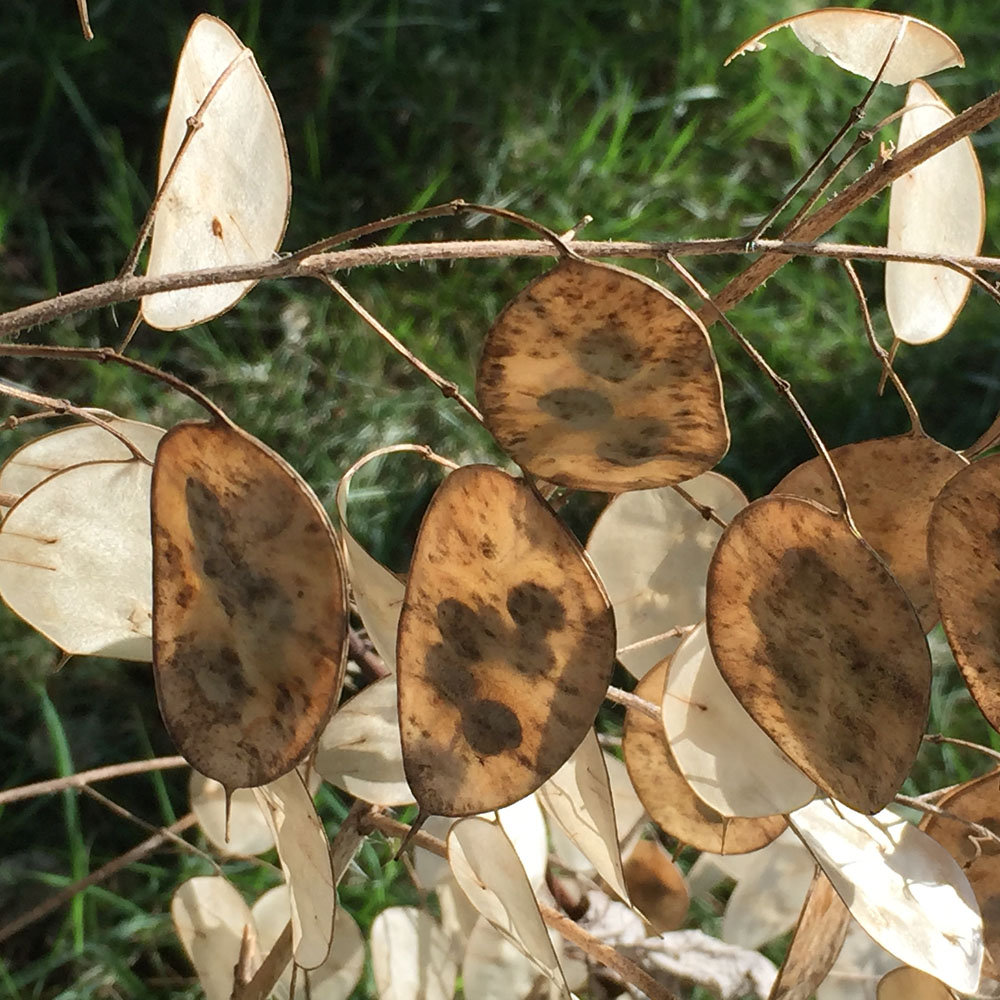 Fruit, Pericarp, Endocarp, Exocarp, Mesocarp
