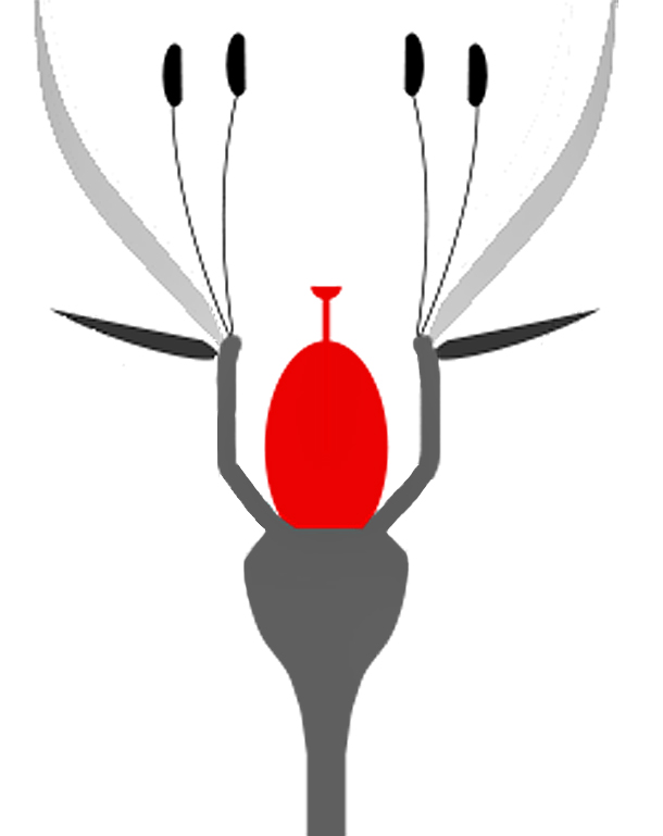 Receptacle, Hypanthium, Hypogynous, Perigynous, Epigynous