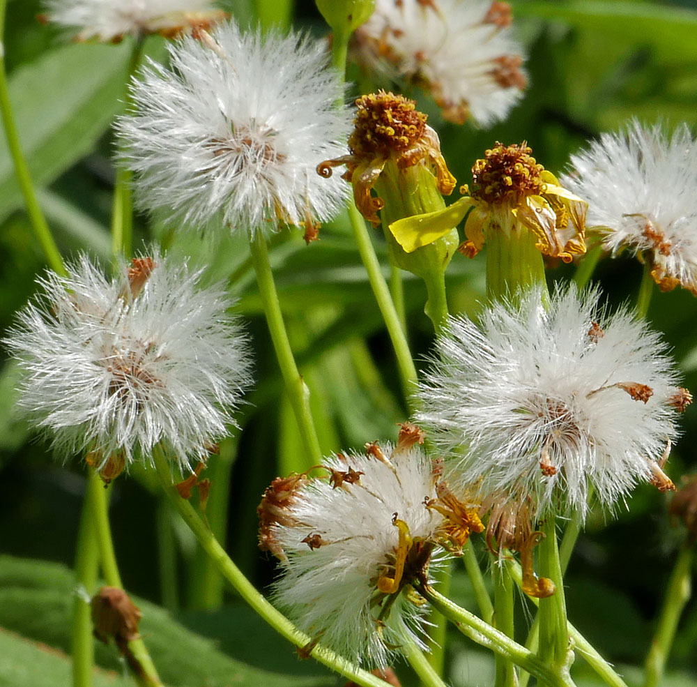 Receptacle, Hypanthium, Hypogynous, Perigynous, Epigynous