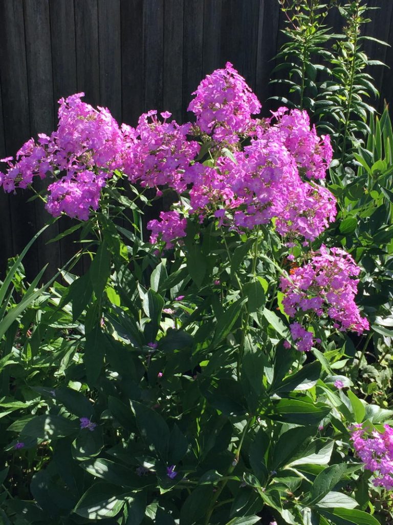 Spring: Caring for Your Native Plants Garden