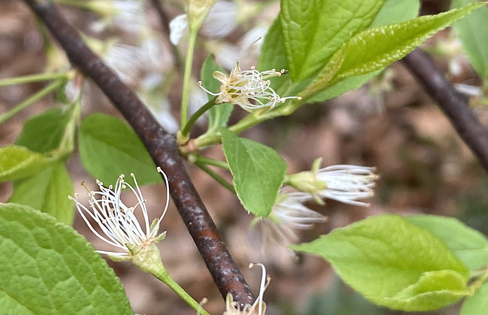 Receptacle, Hypanthium, Hypogynous, Perigynous, Epigynous