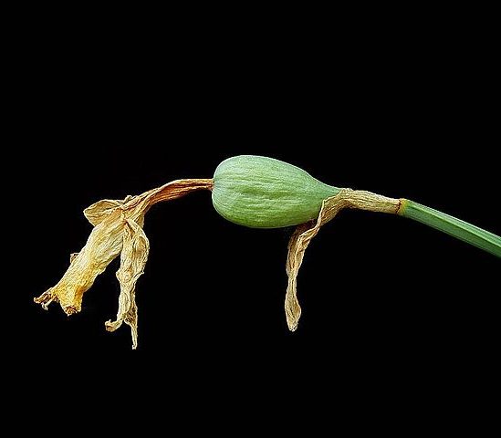 Receptacle, Hypanthium, Hypogynous, Perigynous, Epigynous