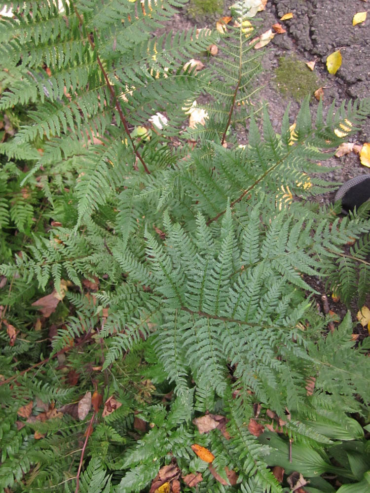 Athyrium asplenioides ([Southern] Lady Fern)