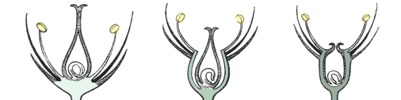 Featured_Image_Hypogynous_Perigynous_Epigynous