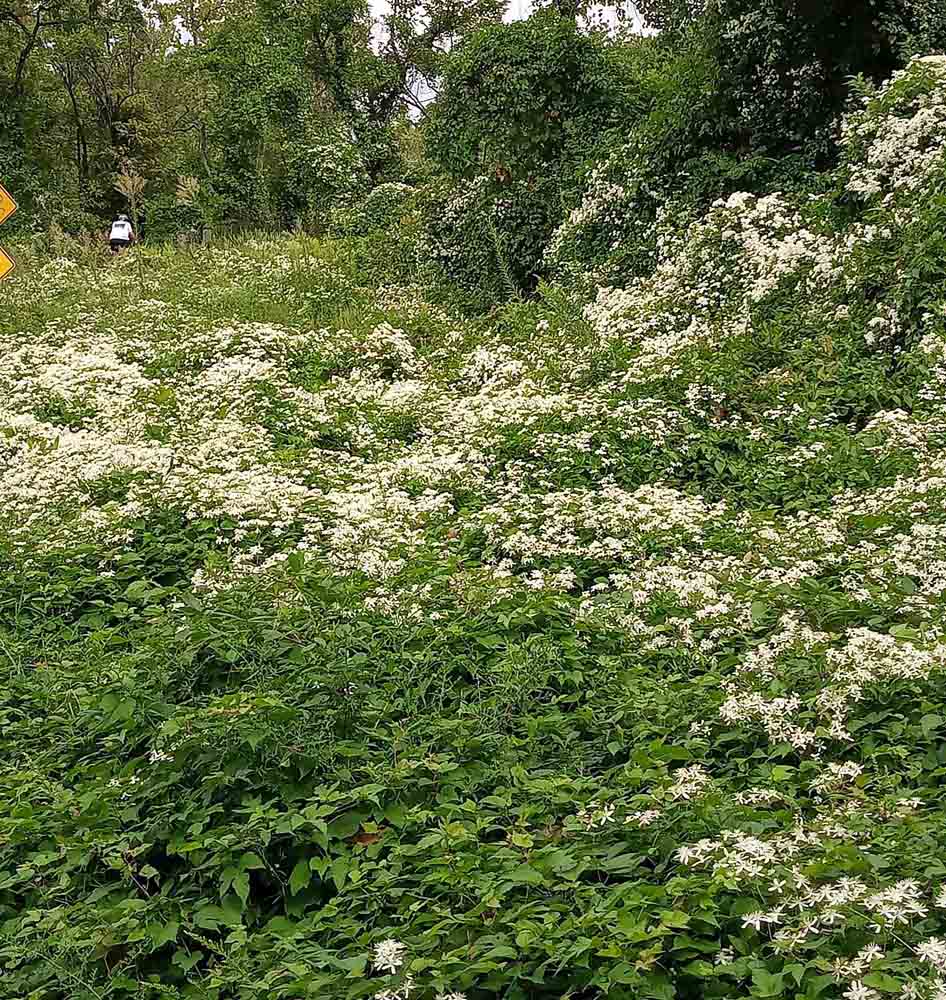 Native, Non-Native, Alien, Invasive