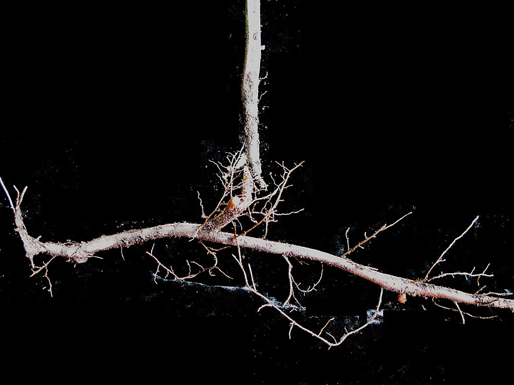 Vascular, Vascular Bundle, Vein