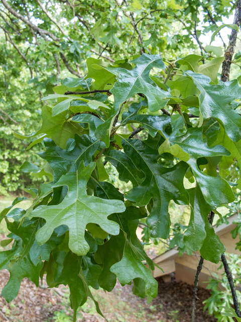 Post Oak, Quercus stellata QUST