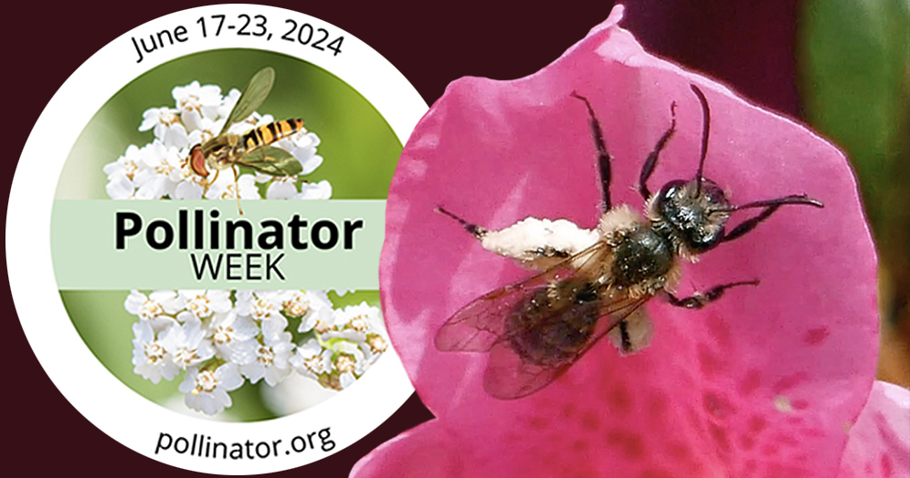 Pollinator_Week_Part_1_Climate_MMF.jpg