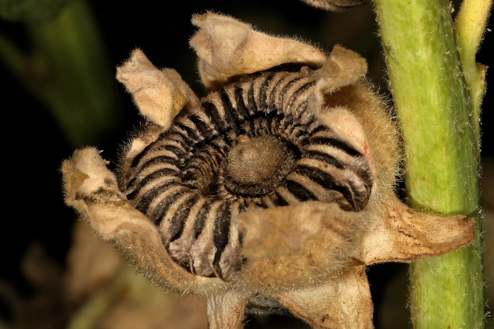 New to the Glossary: Schizocarp, Mericarp