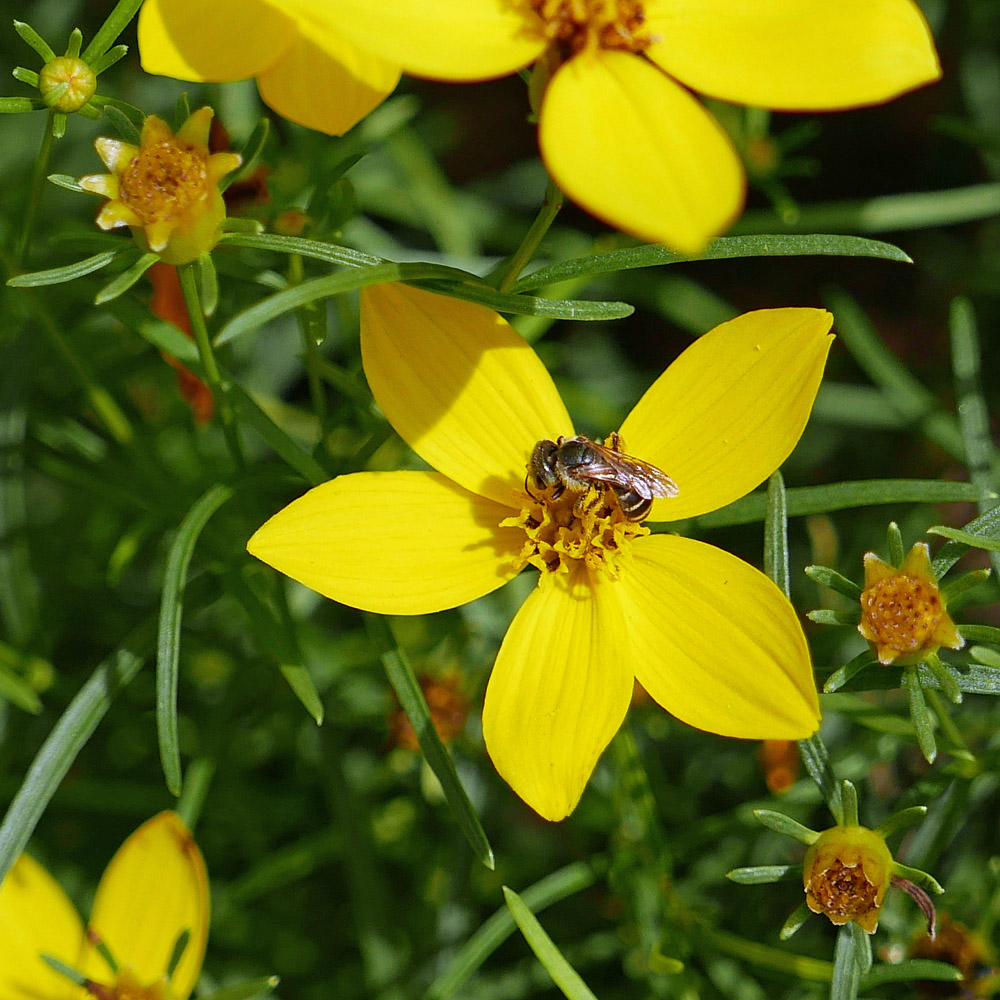 Coreopsis verticillata (Threadleaf Coreopsis, Whorled Tickseed)