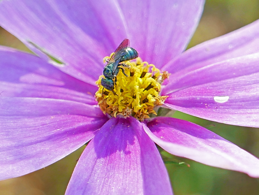 Capitulum, Disk, Disk Floret, Floret, Ligule, Ray Floret