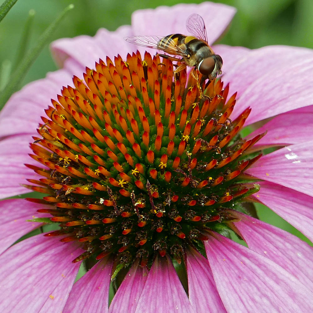 Capitulum, Disk, Disk Floret, Floret, Ligule, Ray Floret