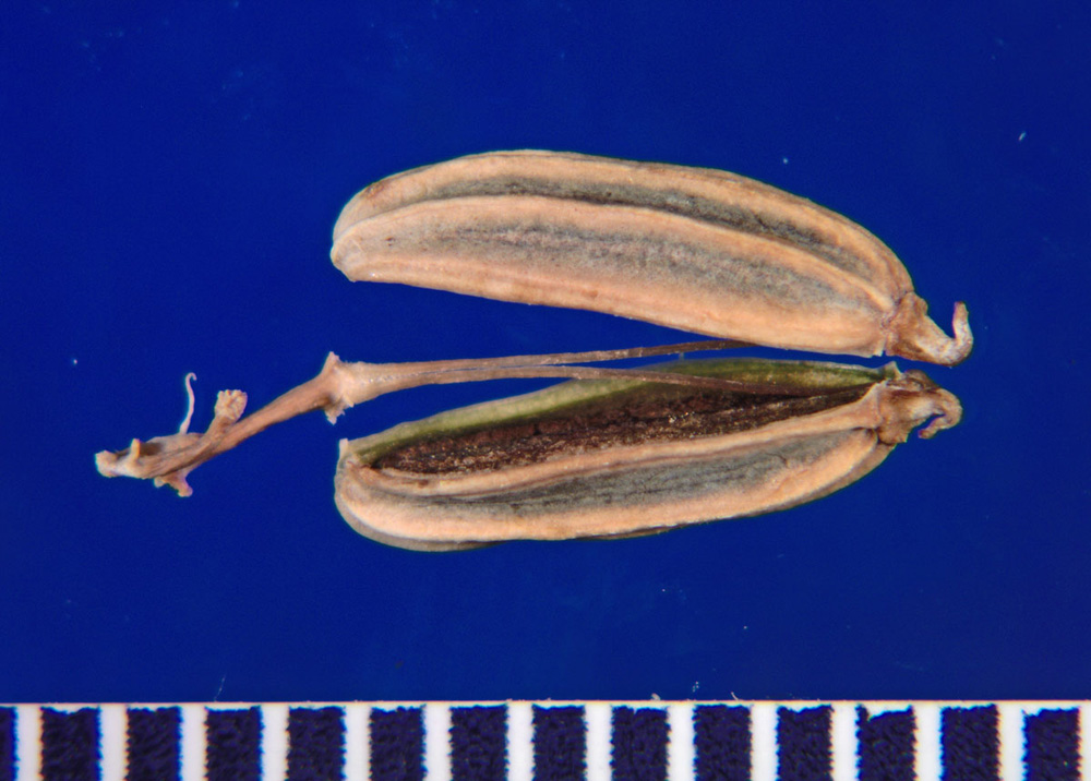 New to the Glossary: Schizocarp, Mericarp