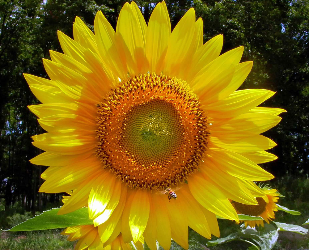 Capitulum, Disk, Disk Floret, Floret, Ligule, Ray Floret