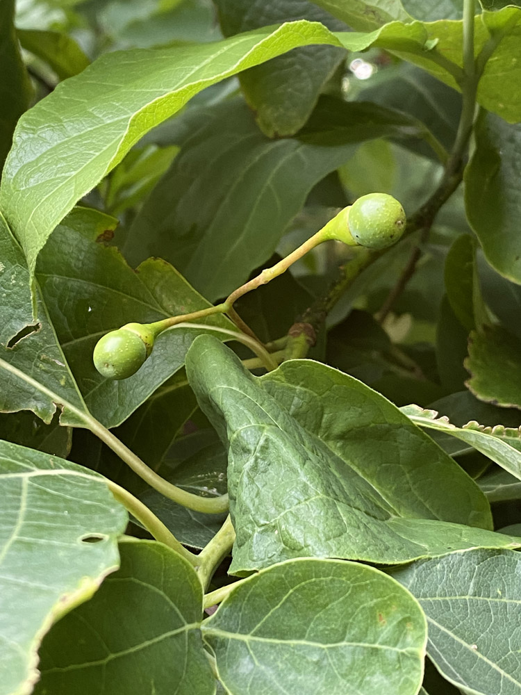 TREE: Sassafras albidum (Sassafras)