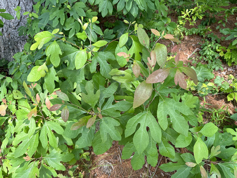 TREE: Sassafras albidum (Sassafras)