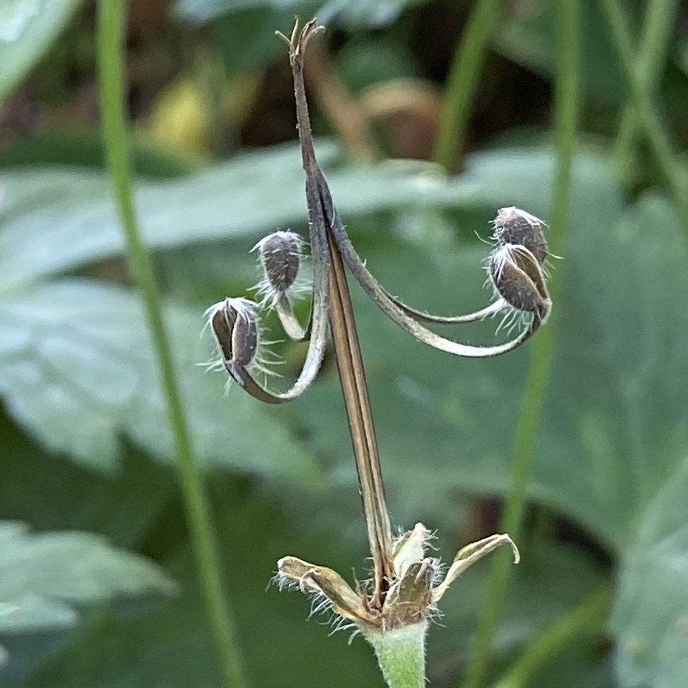 New to the Glossary: Schizocarp, Mericarp