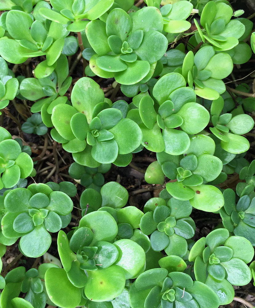 Sedum ternatum (Wild, Woodland, or Three-leaved Stonecrop)